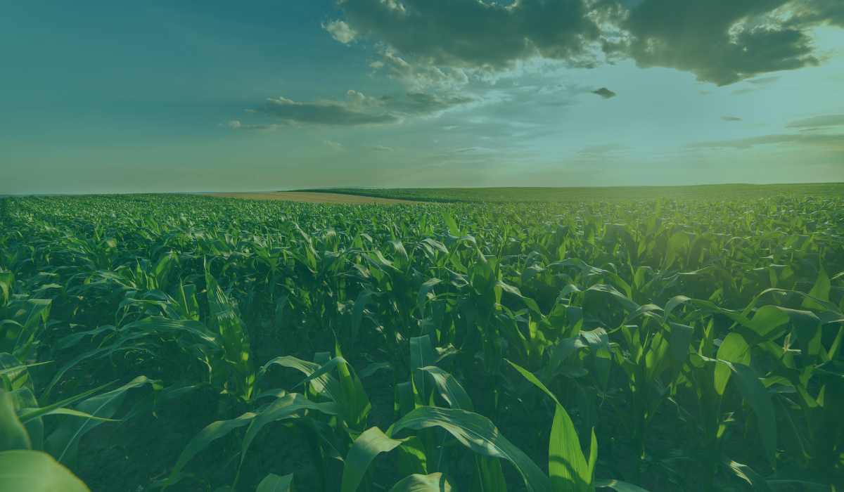 Sector Agropecuario: Qué Es y Cómo Invertir en Él